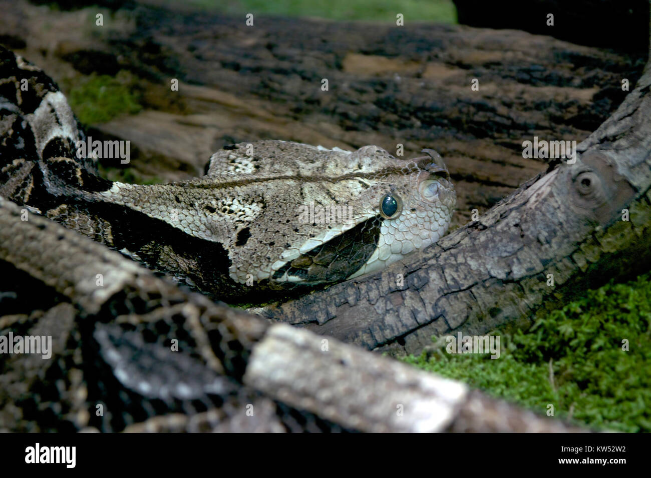 Bitis gabonica illustration hi-res stock photography and images - Alamy