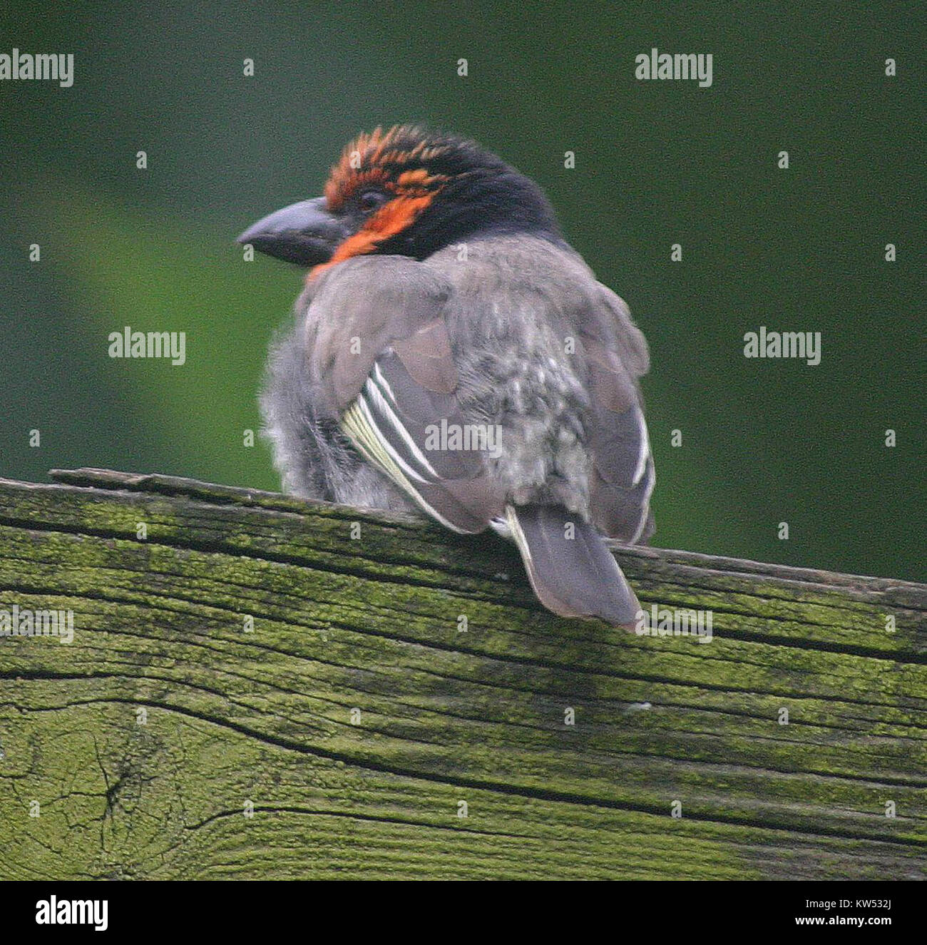 Photograph of a Black-collared Barbet, a bird species native to East ...