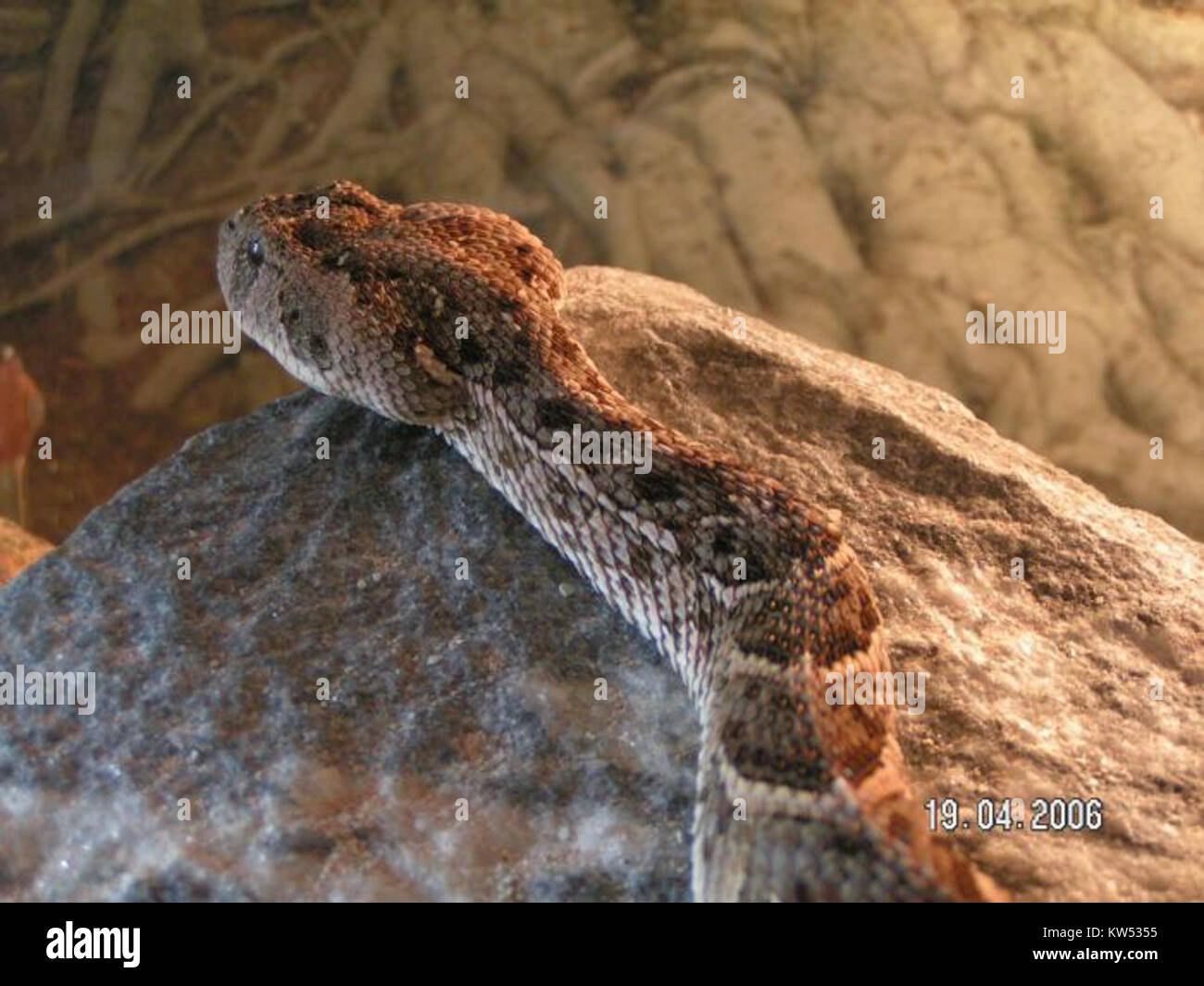 Puff adder snake hi-res stock photography and images - Alamy