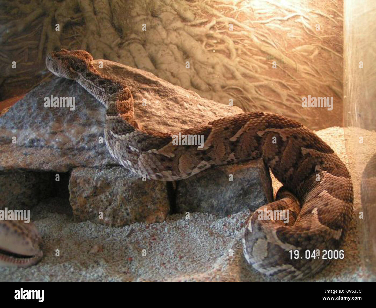 Bitis arietans J3 Stock Photo - Alamy