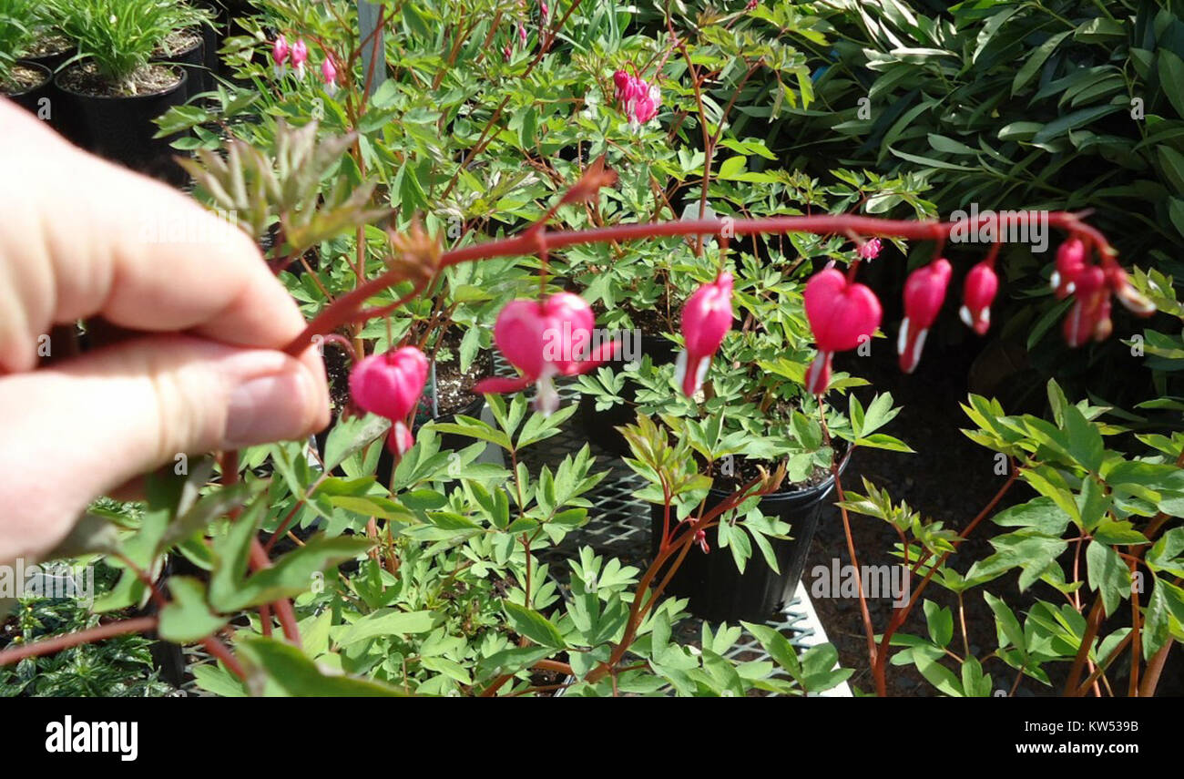 The image shows a close-up shot of Bleeding Hearts plants in New Jersey ...