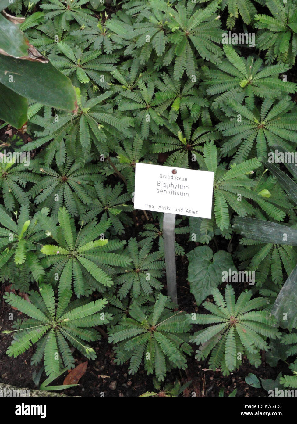 Biophytum sensitivum, also known as the sensitive plant, is featured in ...