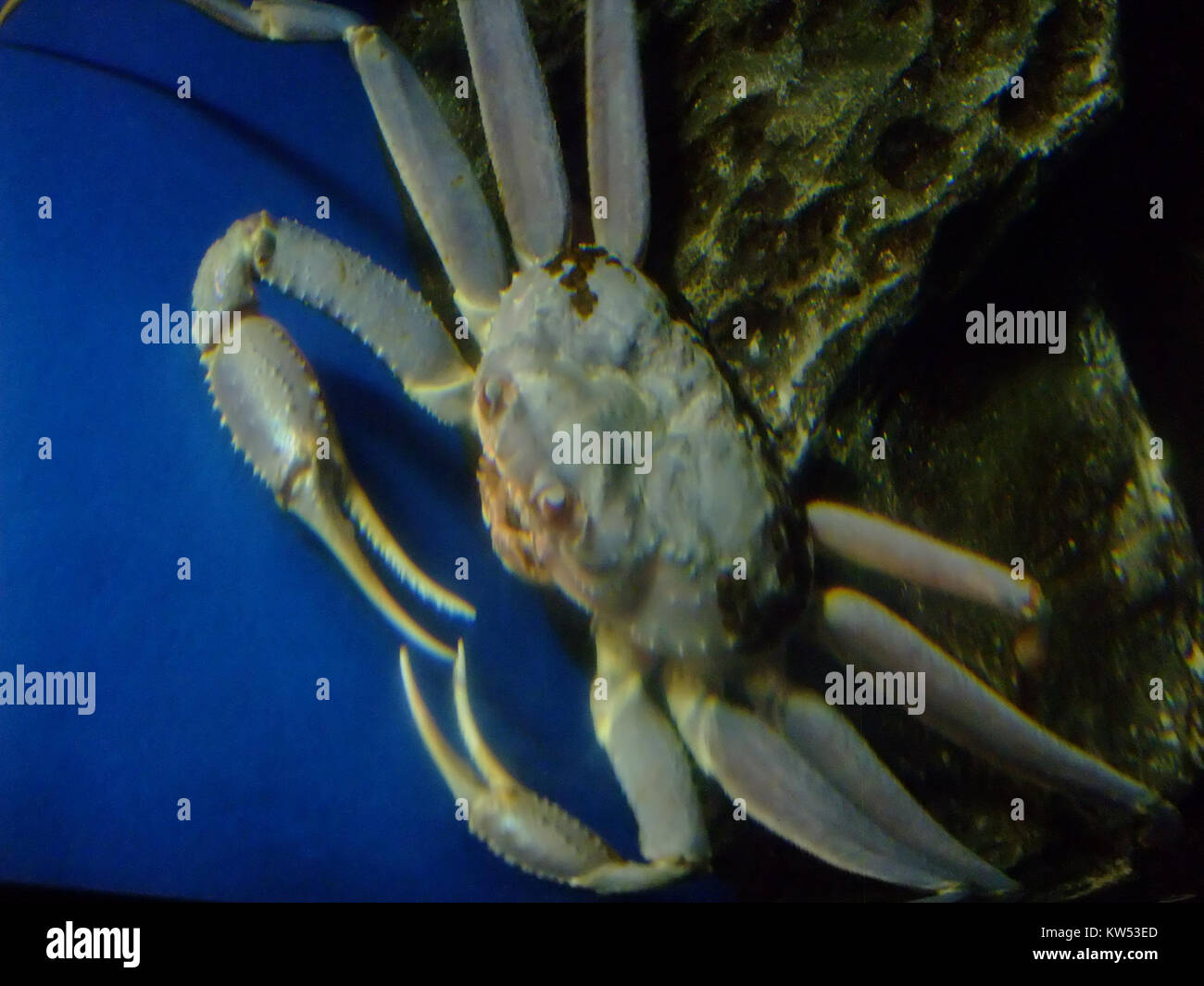 Atlantic snow crabs hi-res stock photography and images - Alamy