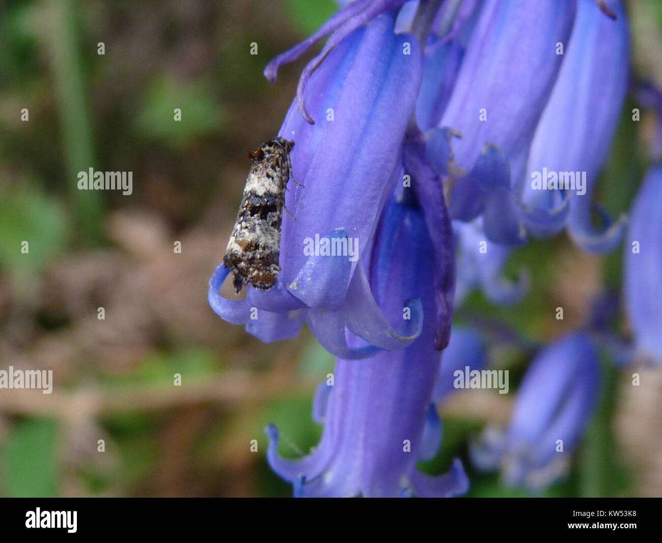 The Bluebell Conch is a type of marine shell, known for its distinct ...