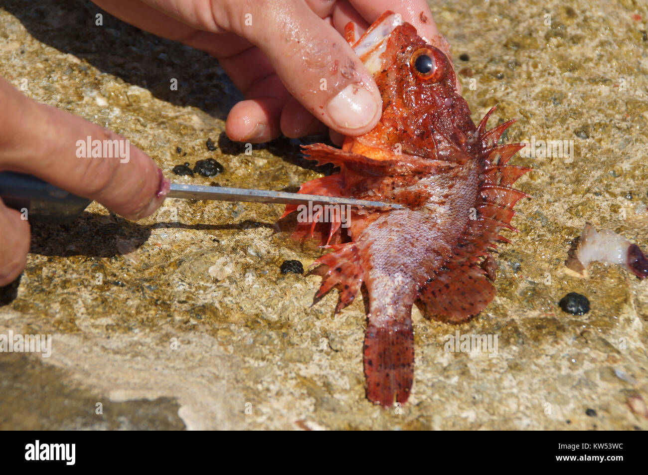 Adriatic fish for eat Stock Photo - Alamy