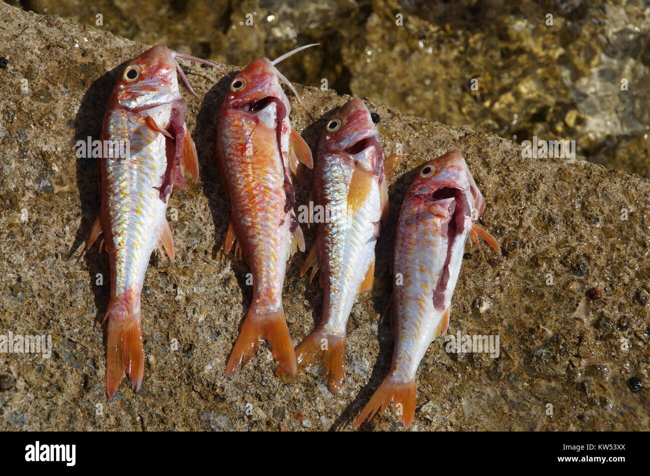 Adriatic fish for eat Stock Photo - Alamy