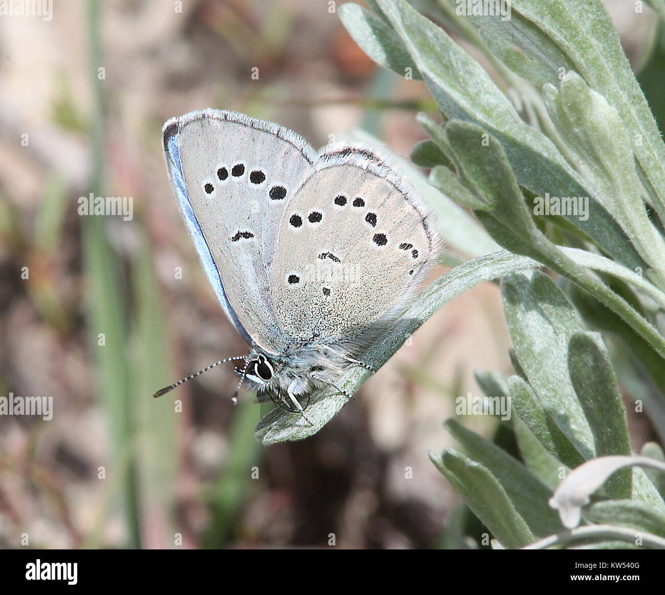 Ellen garfield hi-res stock photography and images - Alamy