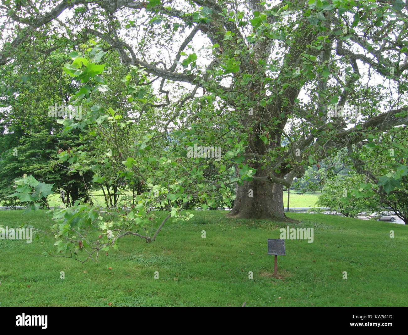 The Bicentennial Sycamore Tree is a landmark tree commemorating the ...