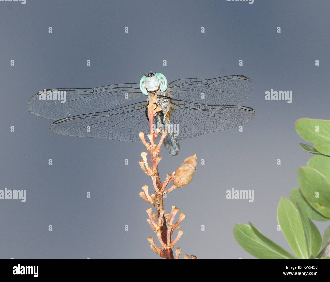 Dragonfly life cycle hi-res stock photography and images - Alamy