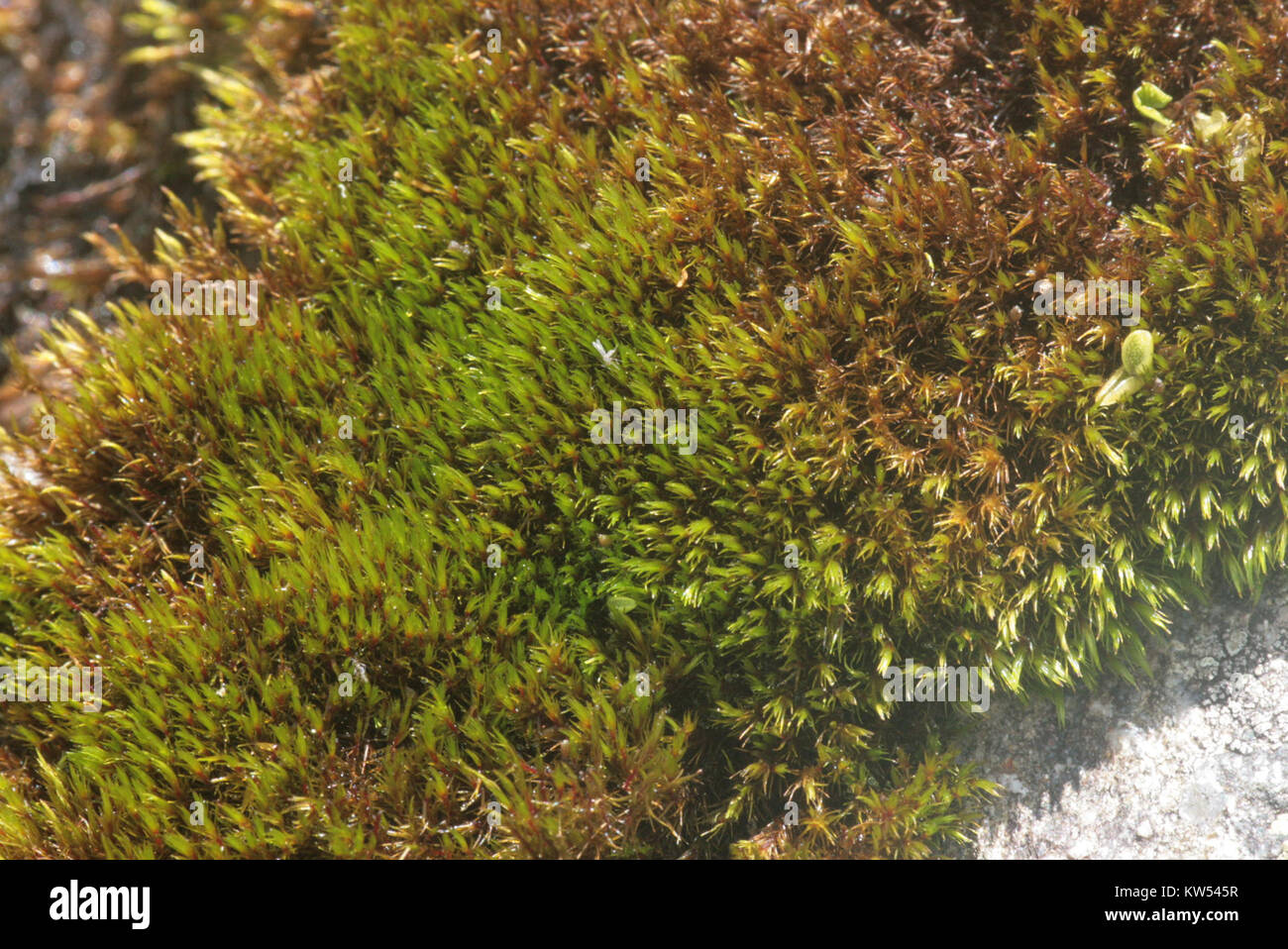 Aquatic plant catalog hi-res stock photography and images - Alamy