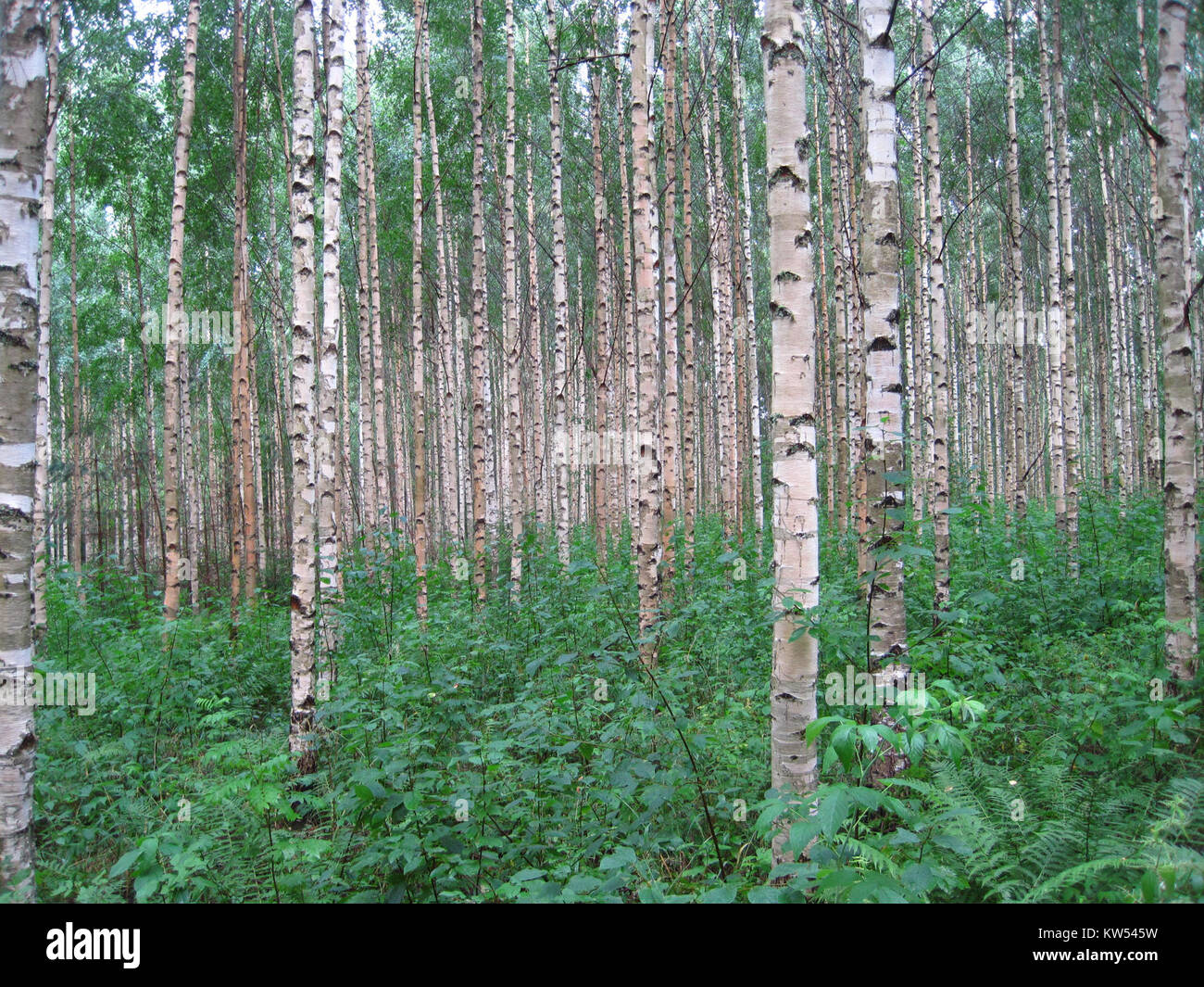 Birch trees are abundant in Finland, known for their white bark and ...