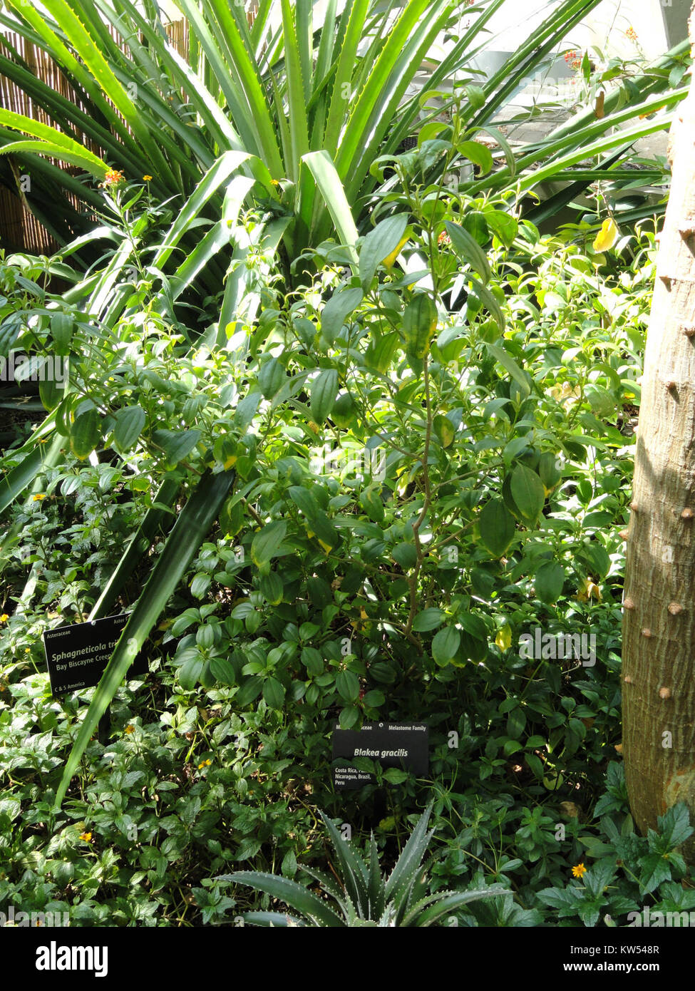 Blakea gracilis, a rare flowering plant species from the family ...