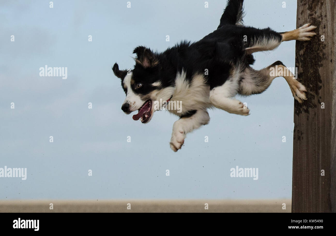 A Border Collie dog, known for its intelligence and herding skills ...