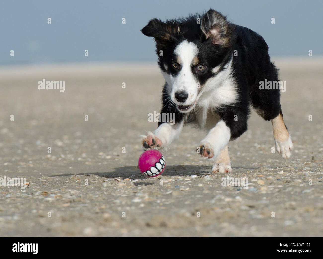 The Border Collie is a highly intelligent and energetic dog breed ...