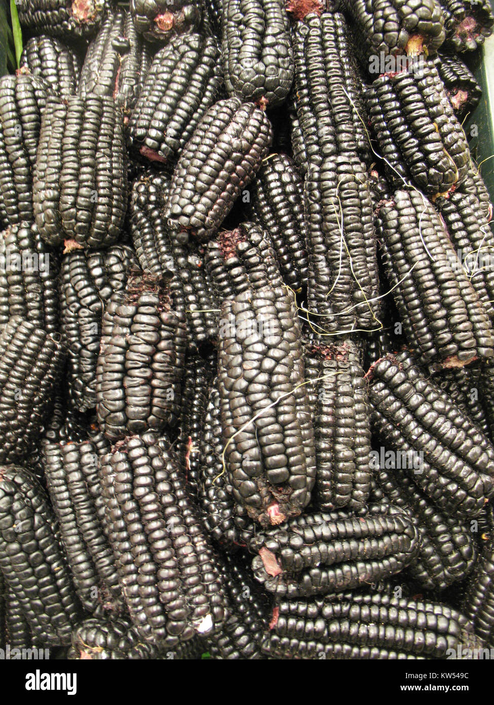 Black corn, a variety of maize with dark purple to black kernels, is ...