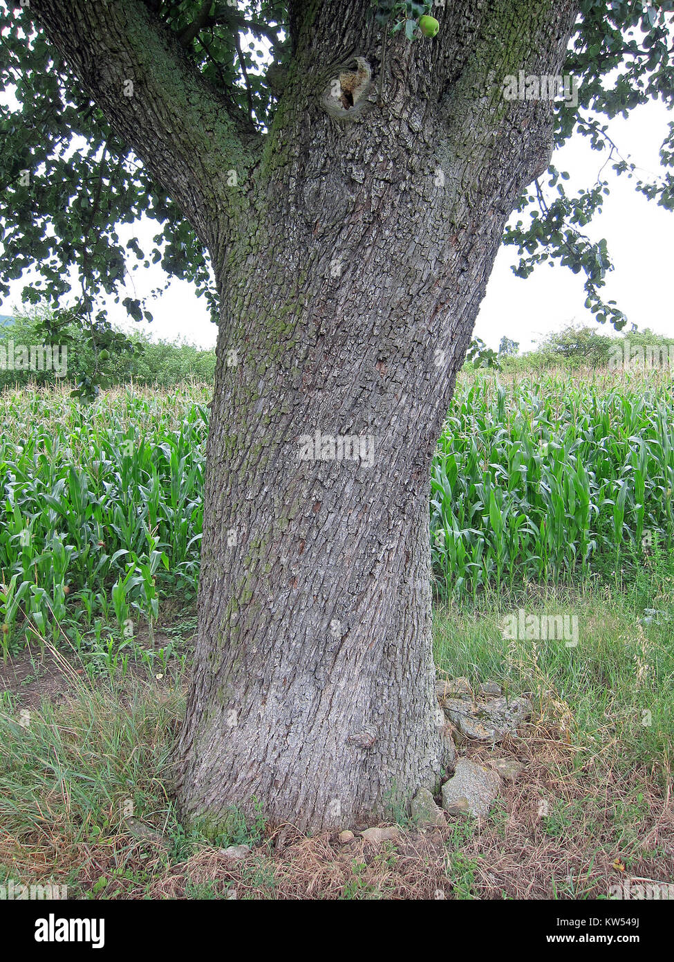 A photograph of a pear tree near Westheim, illustrating local ...