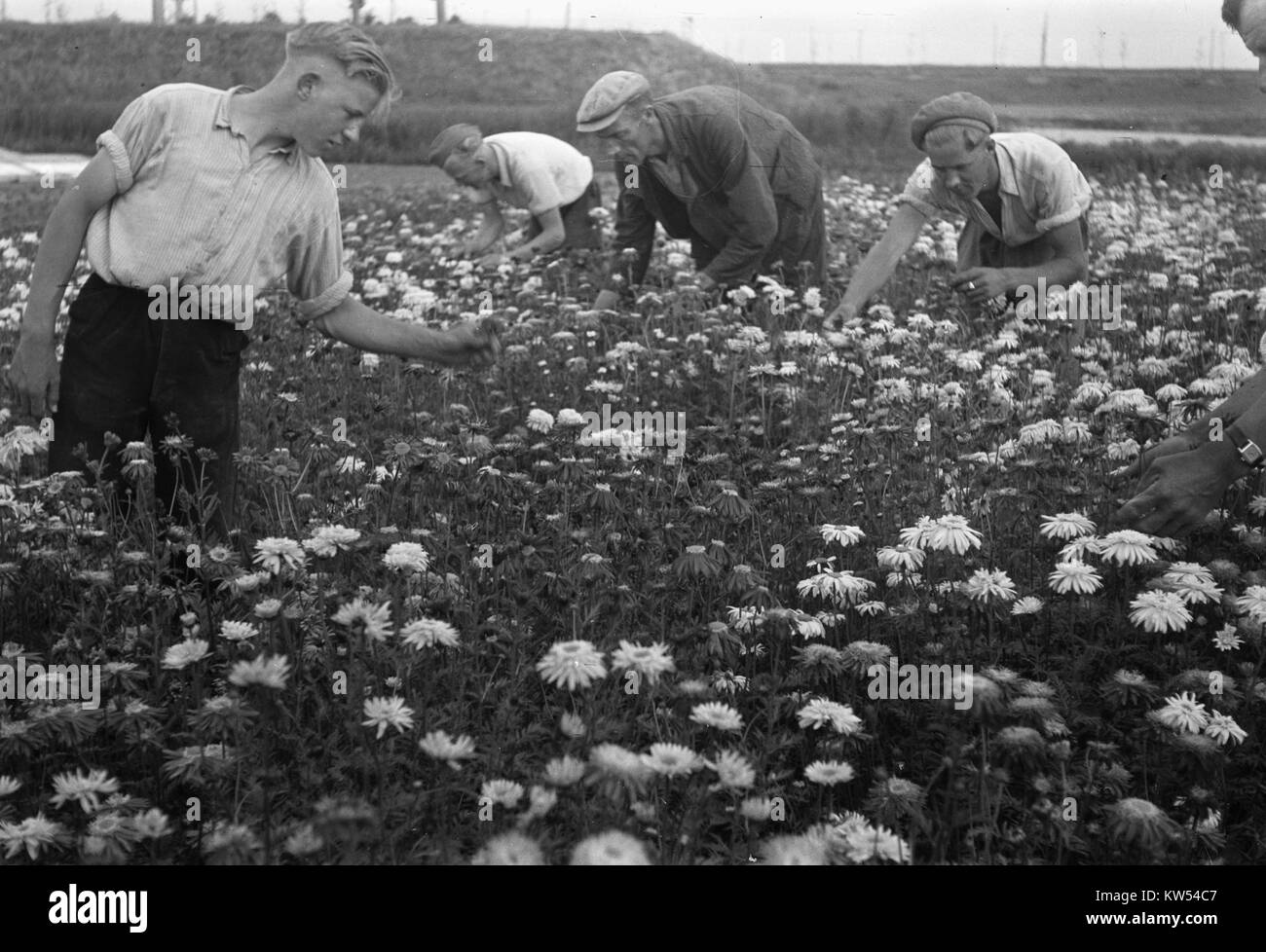 Archival flower image Black and White Stock Photos & Images - Alamy