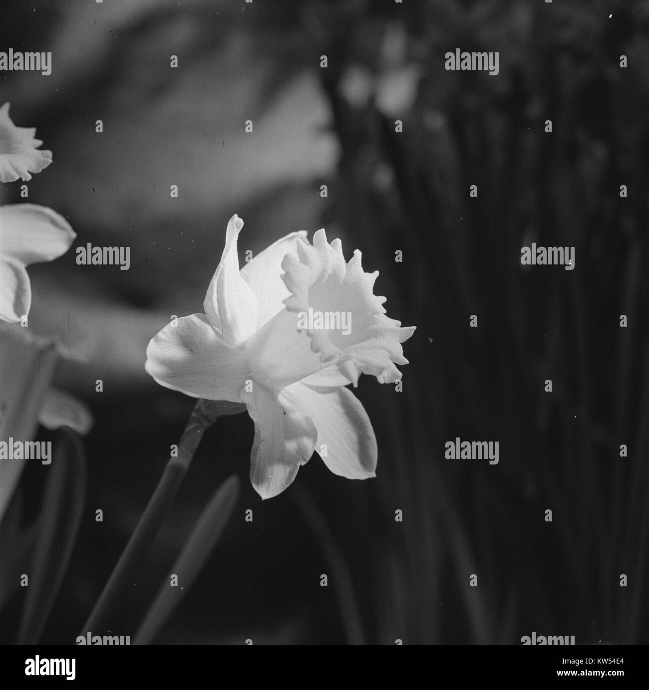 Bloemententoonstelling, Bestanddeelnr 901 3836 Stock Photo - Alamy