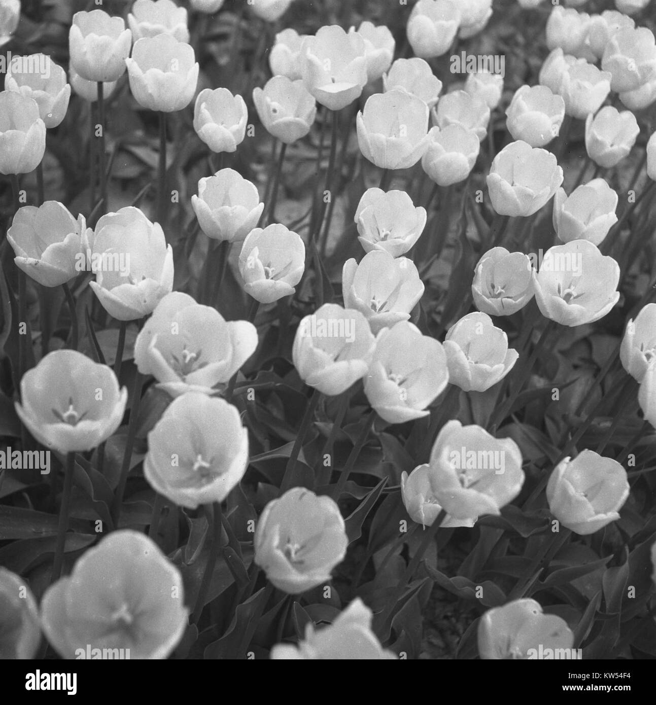 Agriculture bloom field Black and White Stock Photos & Images - Alamy