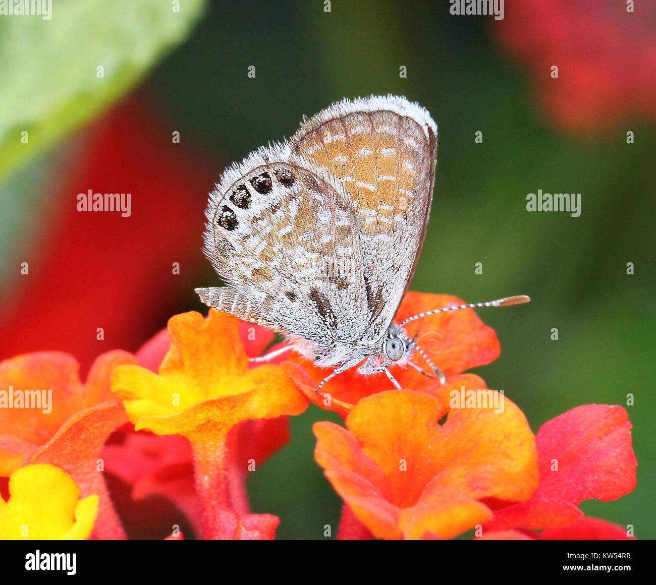 Brephidium exile hi-res stock photography and images - Alamy