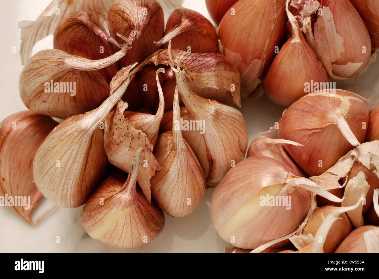 Allium sativum plant plants hi-res stock photography and images - Alamy