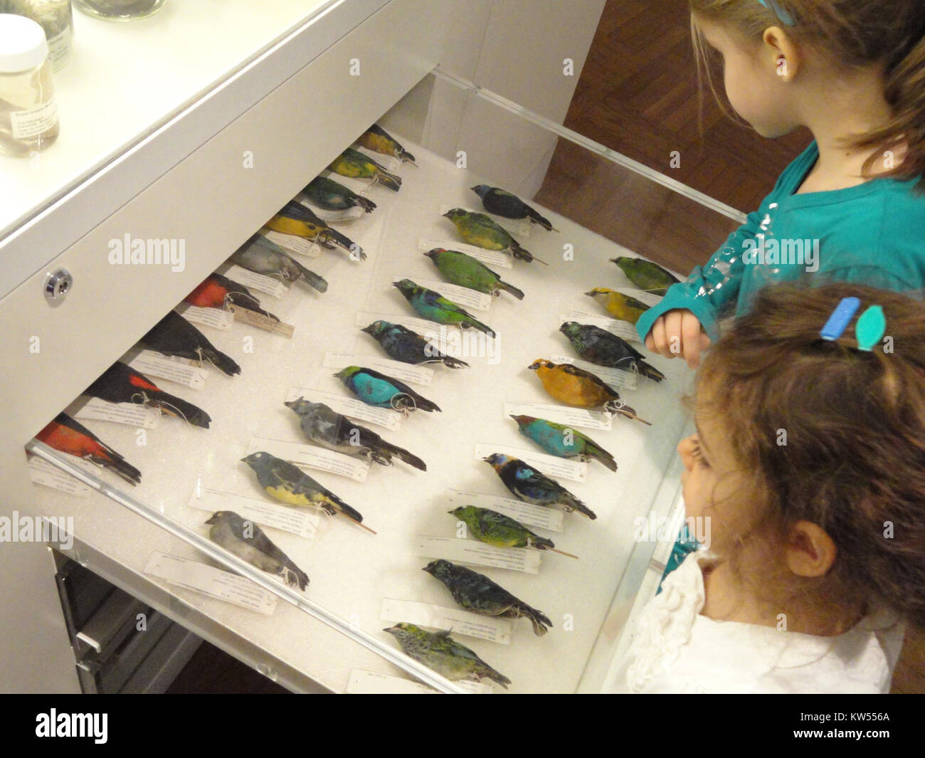 The Bird Exhibit at the Royal Ontario Museum in Canada features a wide ...