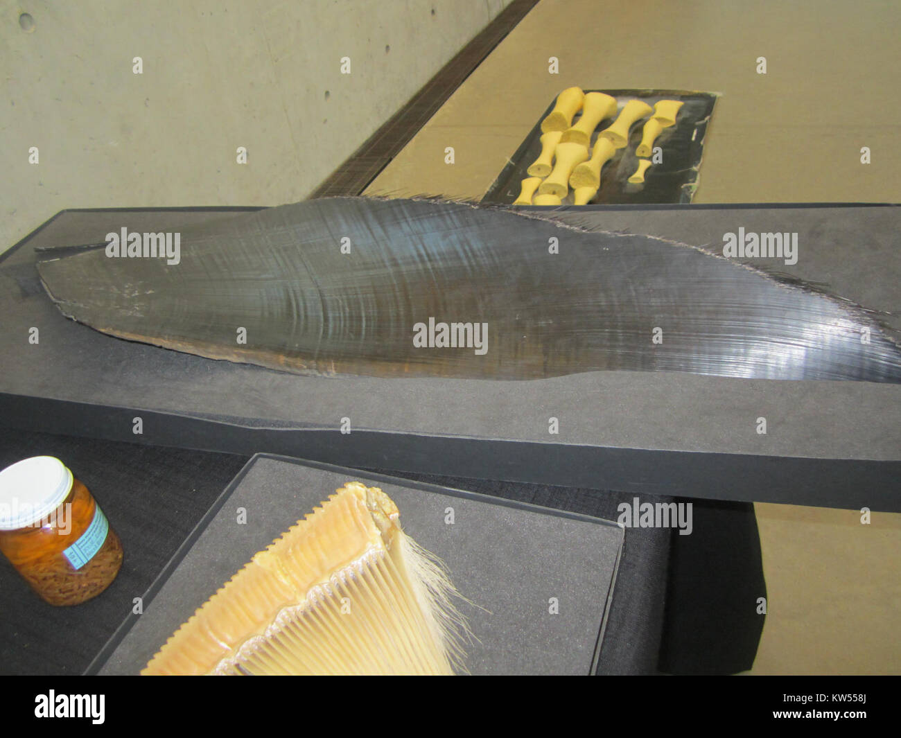 Baleen from the blue whale is a filter-feeding structure that helps the ...