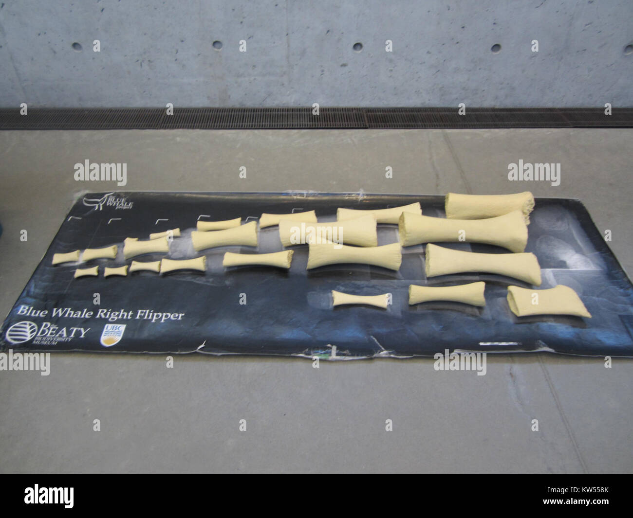 The blue whale, the largest animal on Earth, has a right flipper that ...