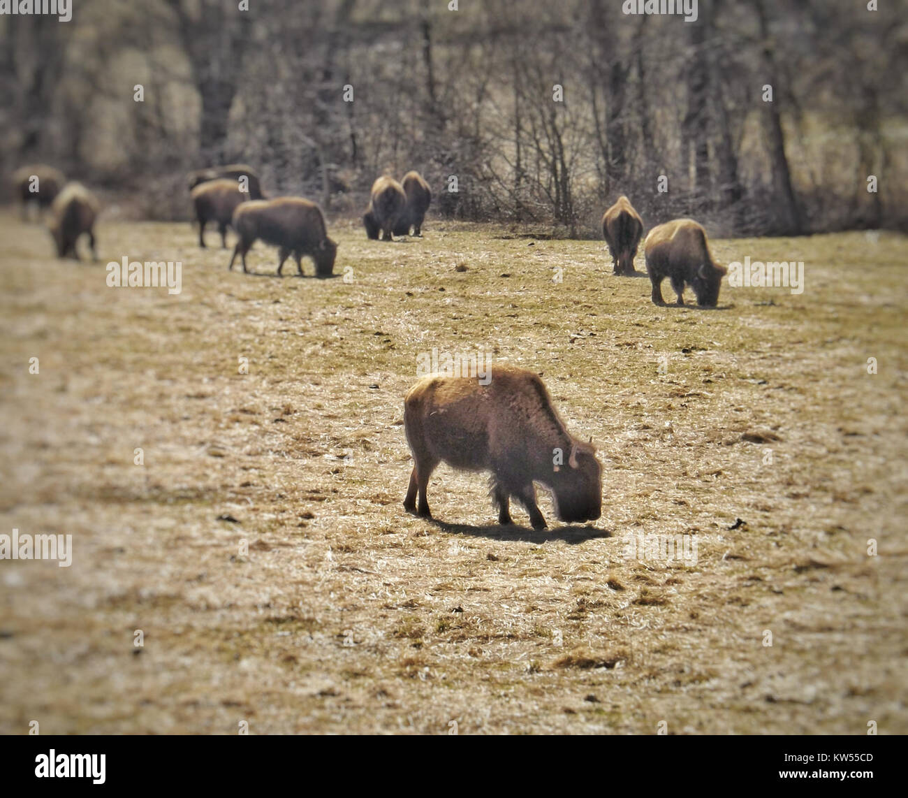 This image shows a bison in its natural habitat, standing on the hoof ...