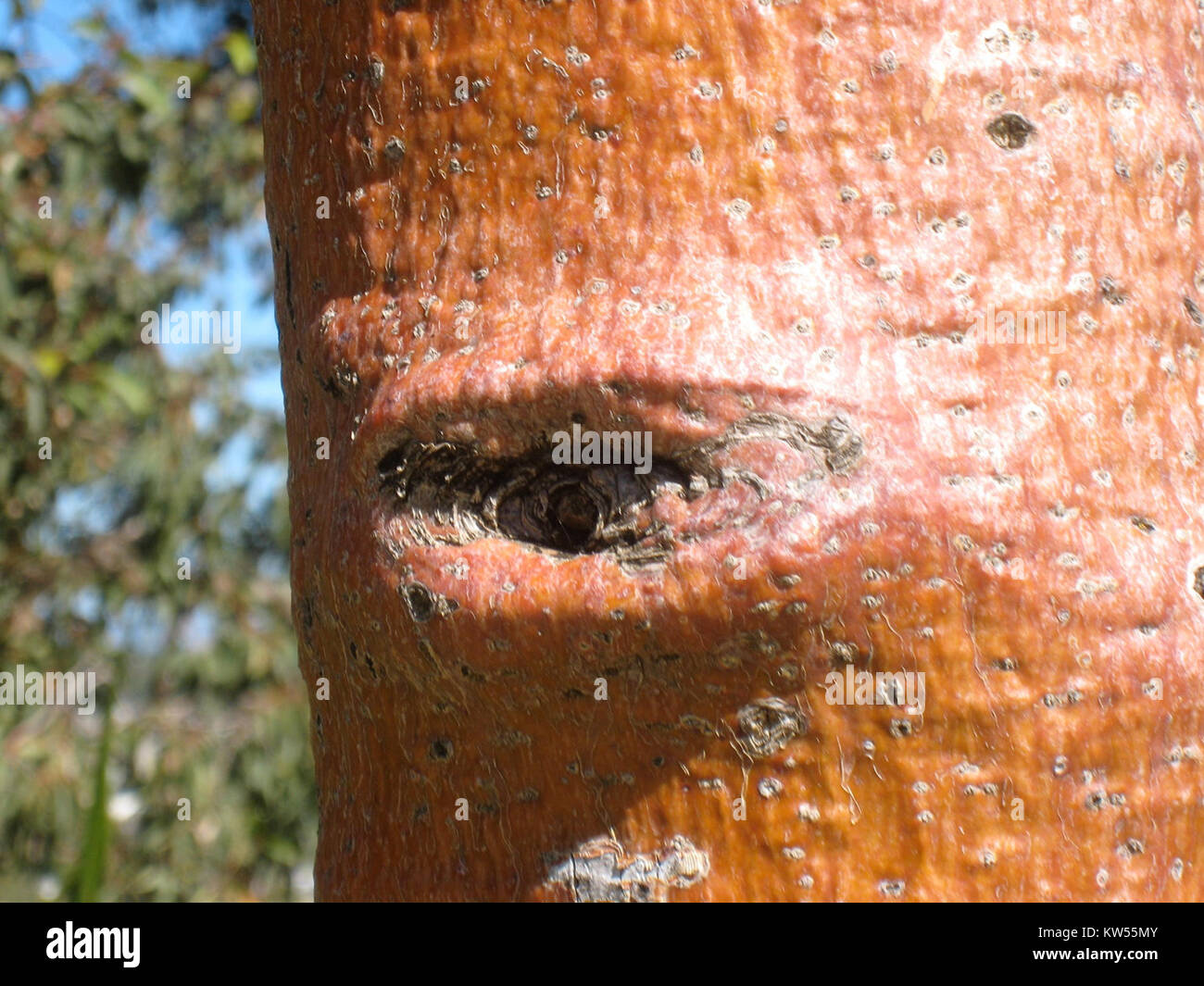 Boab bark hi-res stock photography and images - Alamy