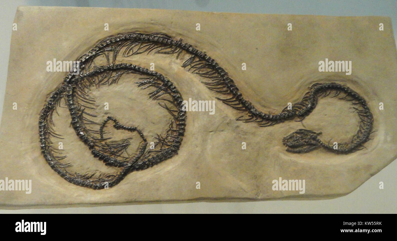 A cast of *Boavus idelmani*, an extinct genus of mammal displayed at ...