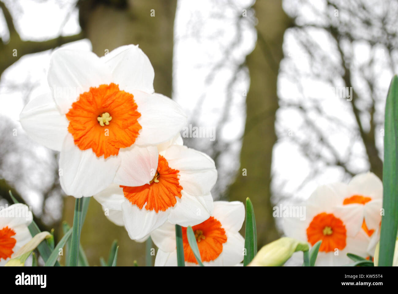 Bloom 283020, a reference to a specific artwork, design, or cultural item, possibly related to ...