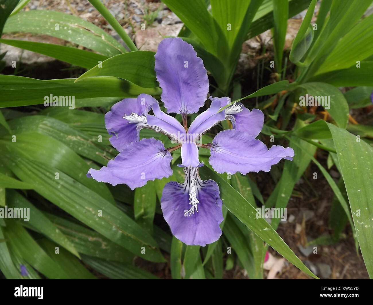 Different species of blue blooms hi-res stock photography and images ...