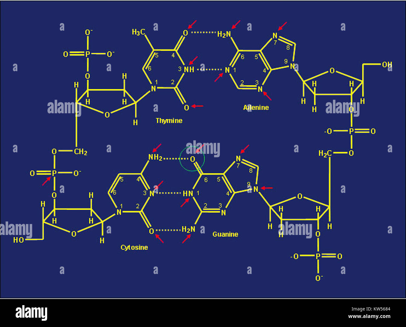 Methylation hi-res stock photography and images - Alamy