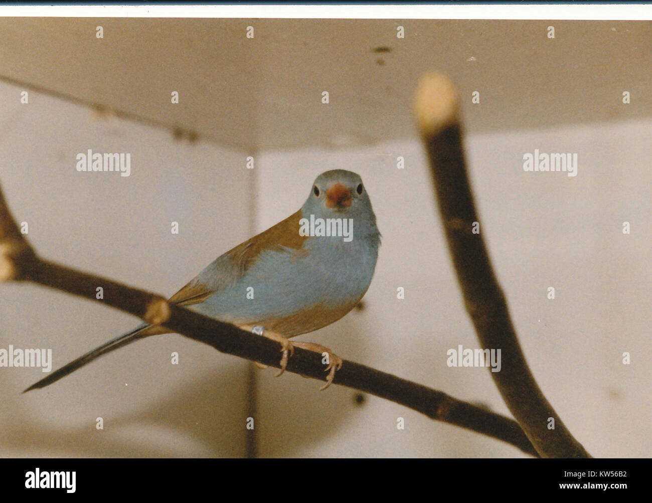 The Blaukopf Schmetterlingsfink, also known as the Blue-headed Cordon ...