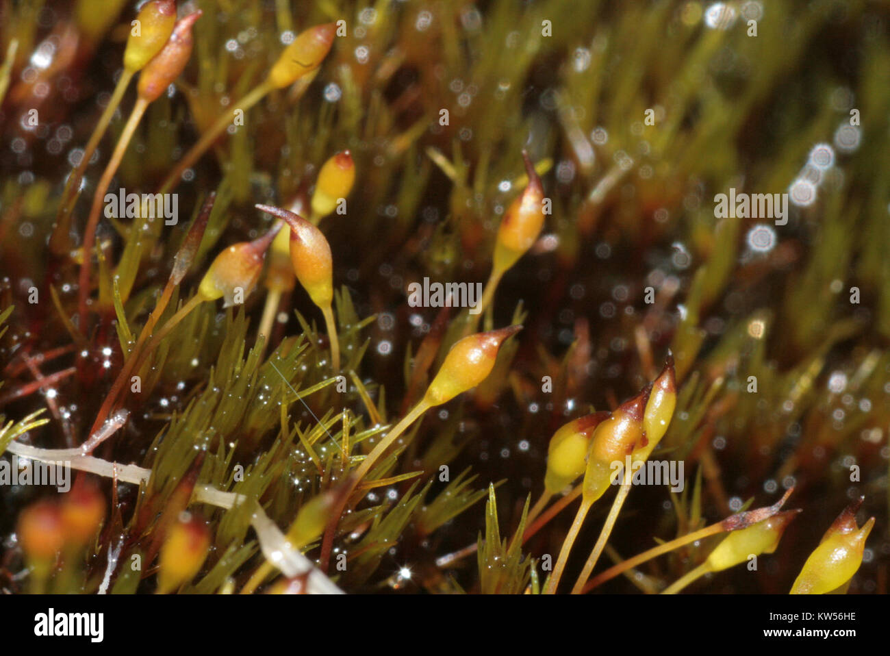 Blindia hi-res stock photography and images - Alamy