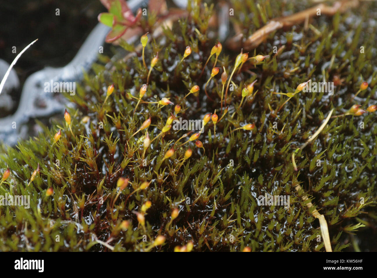 Moss with global distribution hi-res stock photography and images - Alamy
