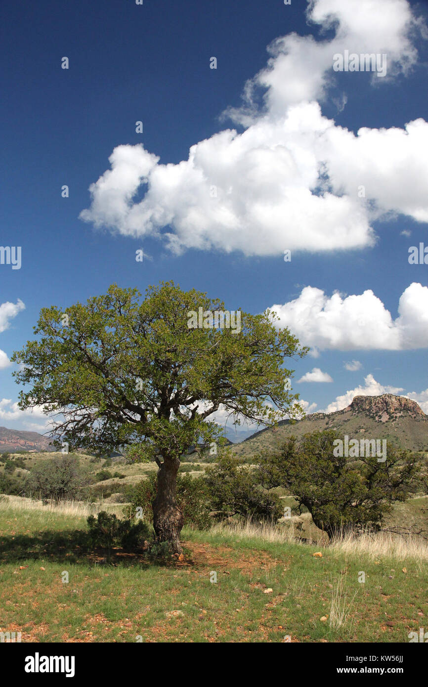 A view of the Bog Hole Area located southeast of Patagonia, Arizona ...