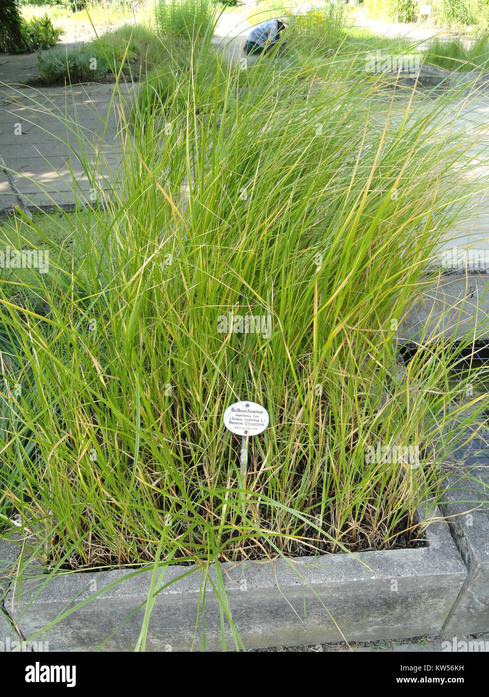 Saltmarsh bulrush hi-res stock photography and images - Alamy