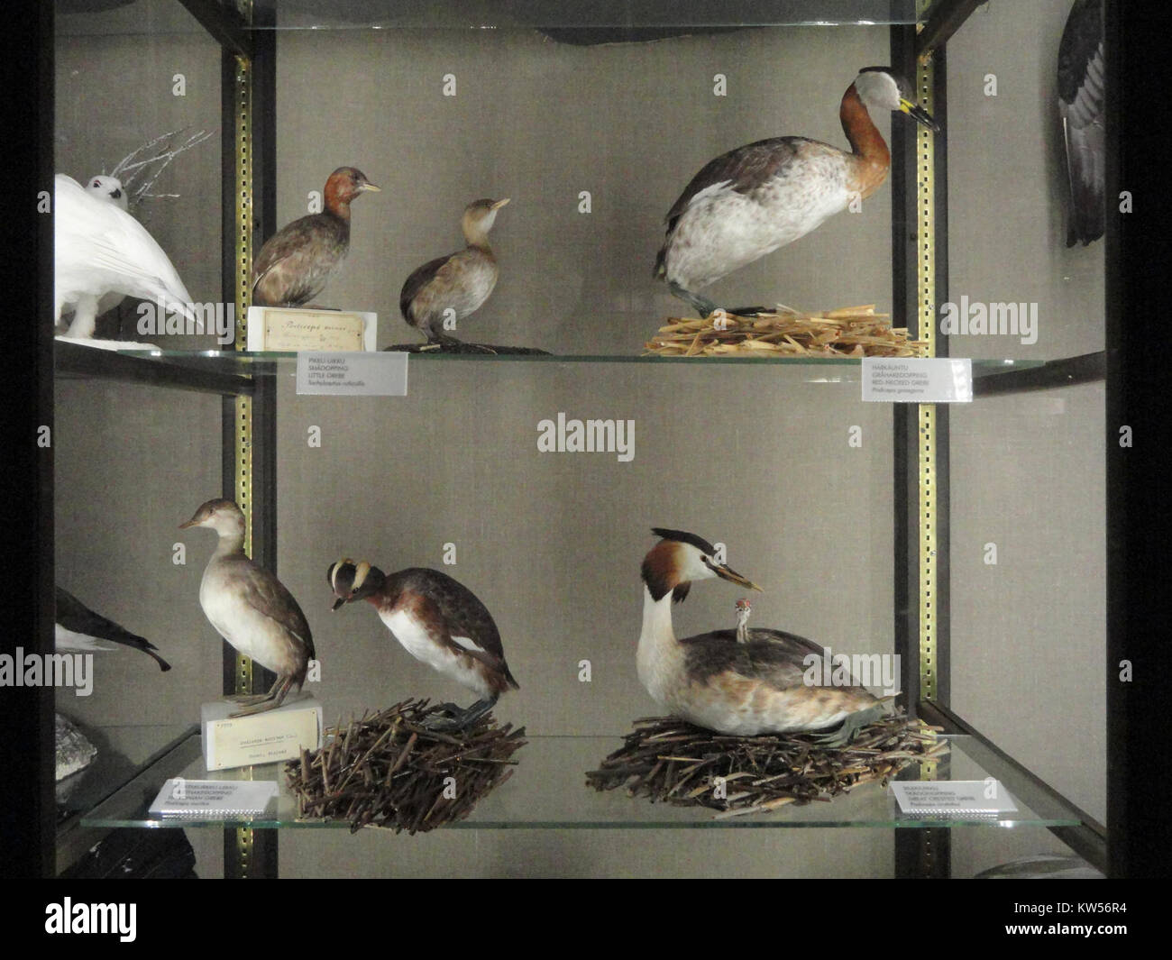 The Bird Exhibit at the Finnish Museum of Natural History showcases a ...