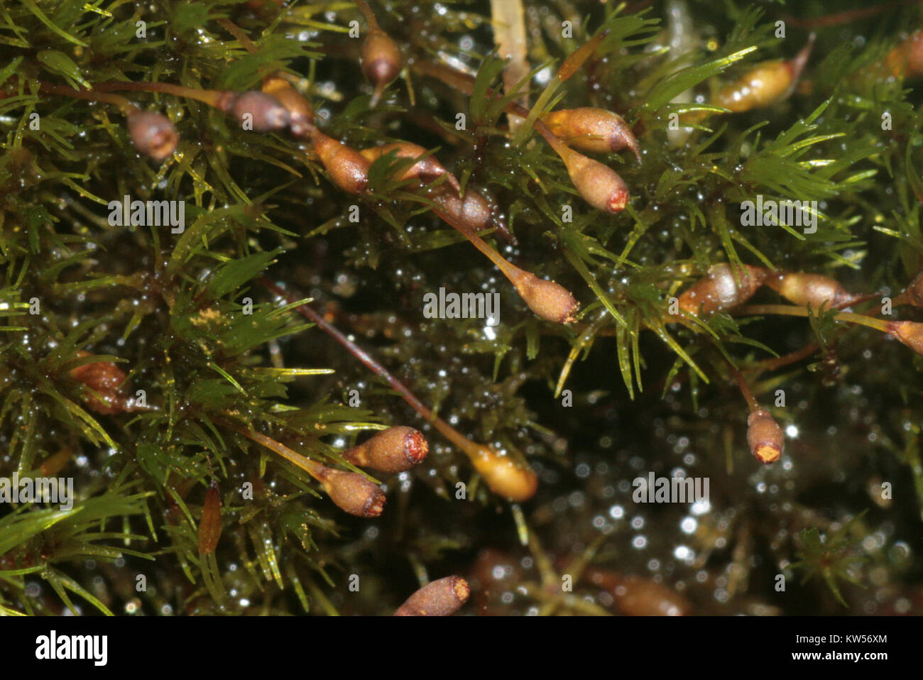 Blindia hi-res stock photography and images - Alamy