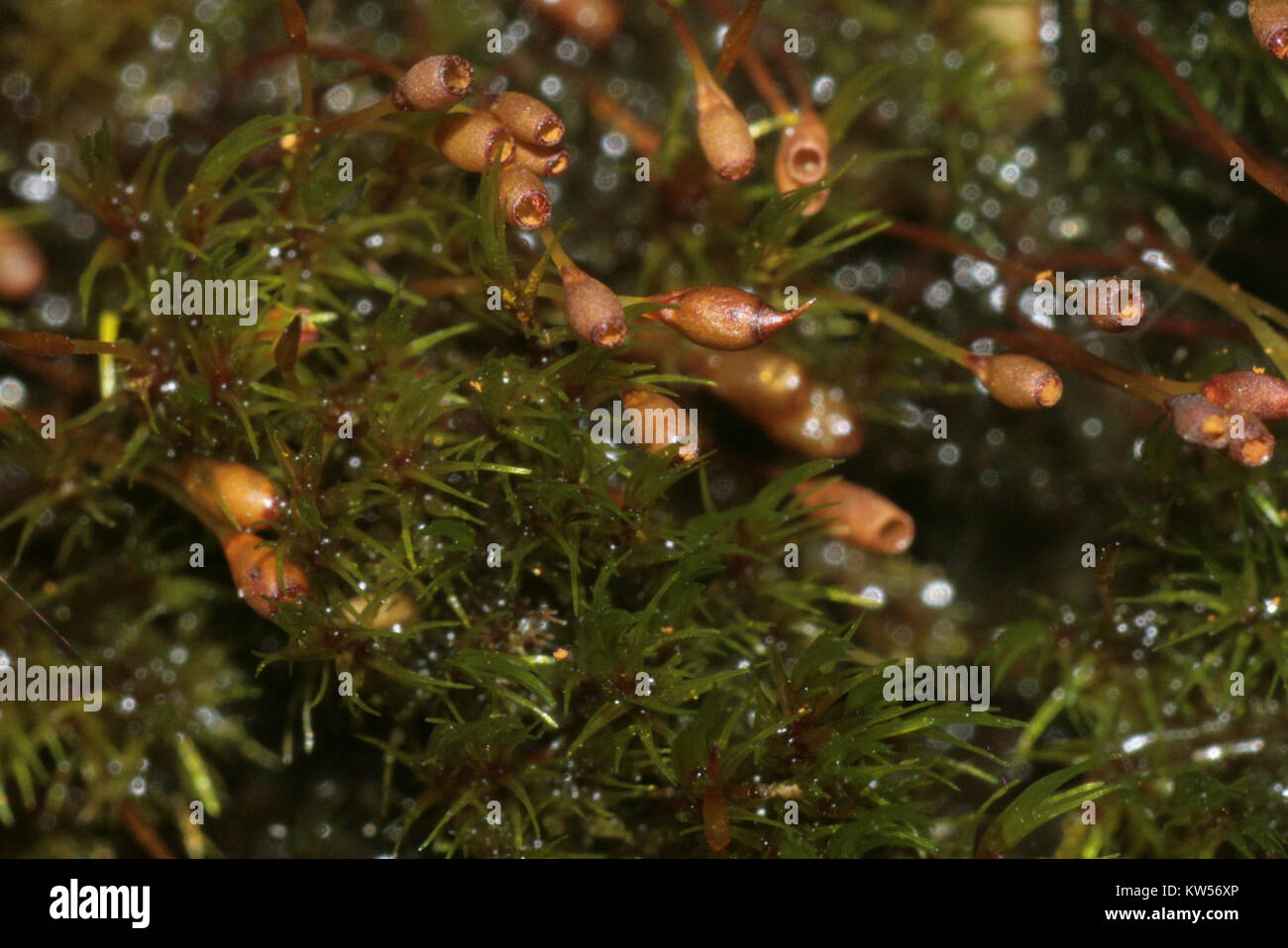 Blindia hi-res stock photography and images - Alamy