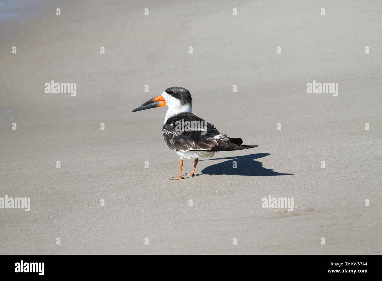 Black Skimmer on beach Stock Photo - Alamy