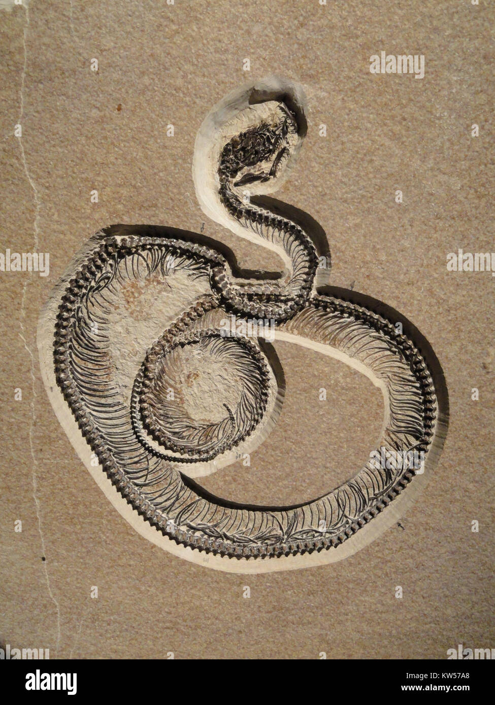 The fossil of *Boavus idelmani*, an extinct snake from the Eocene ...