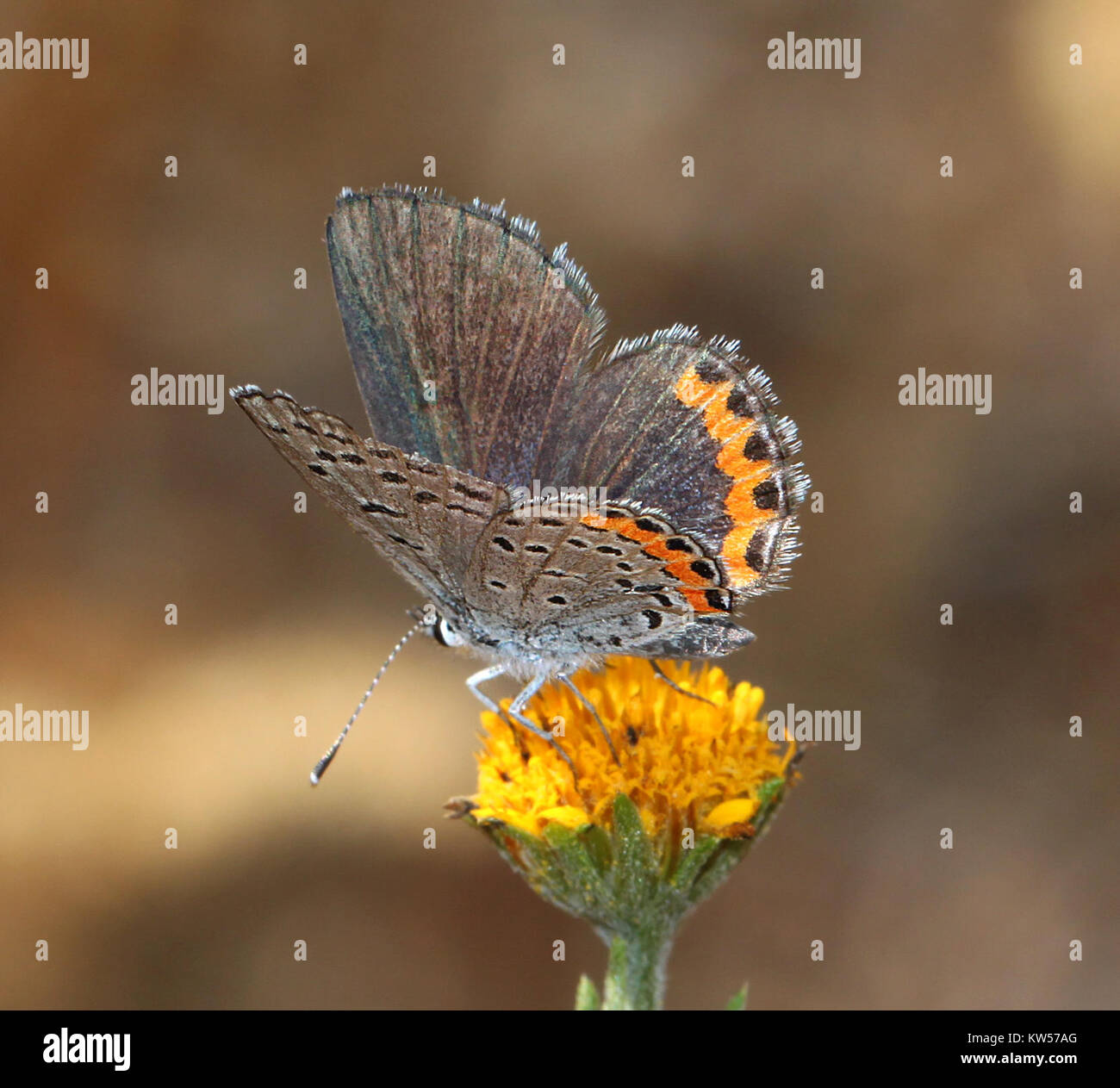 A photograph of a Blue Acmon butterfly (Phoebejus acmon) in Patagonia ...