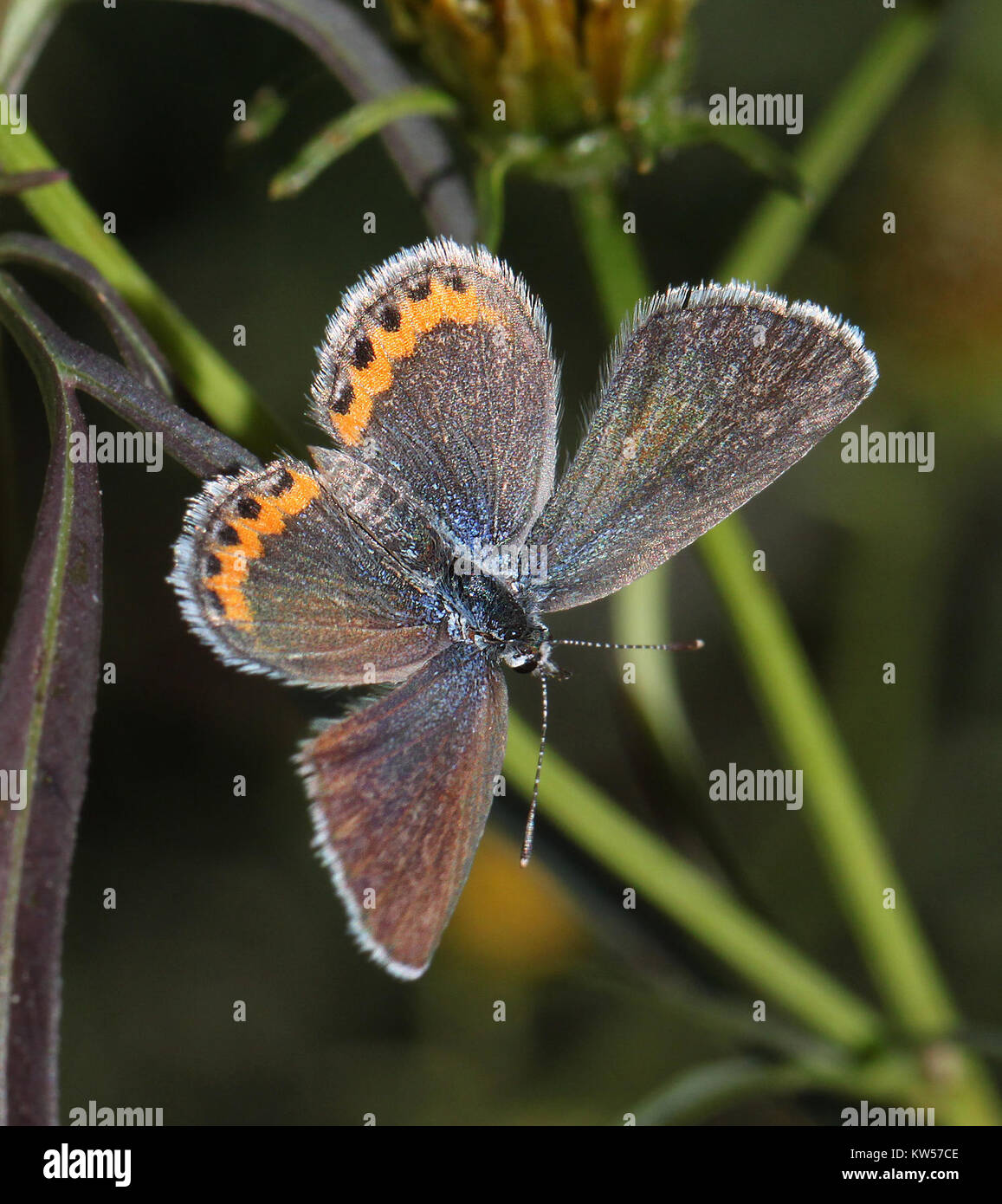 BLUE, ACMON (Plebejus acmon) (11 8 12) sycamore cyn, pajaritos mts, scc ...