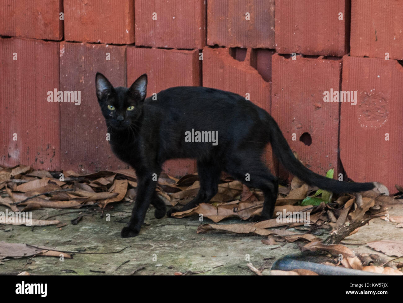Superstition mythical creatures hi-res stock photography and images - Alamy