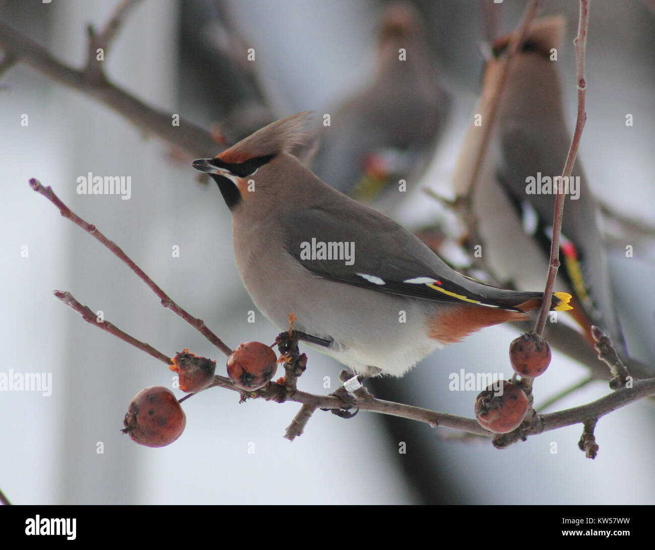 Bombycilla Garrulus, commonly known as the Bohemian waxwing, was ...