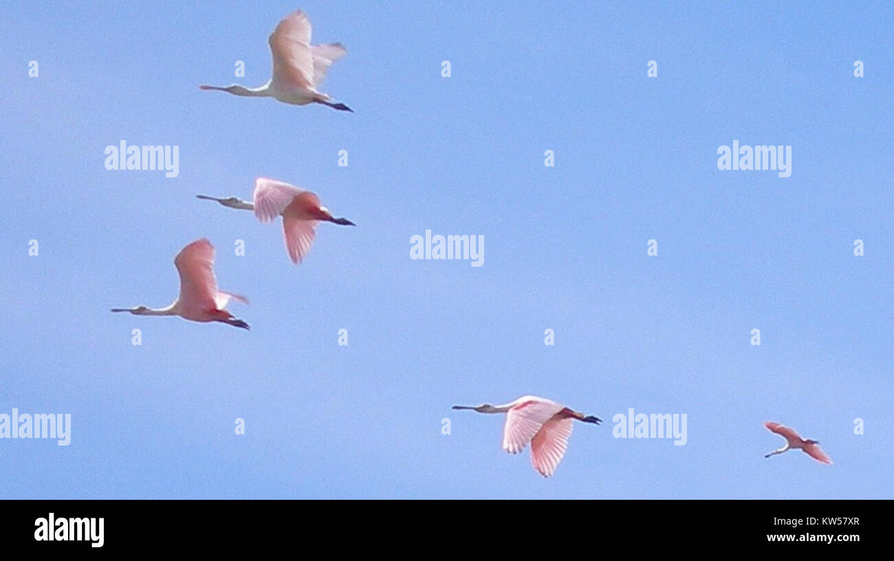 Rosette spoonbills hi-res stock photography and images - Alamy