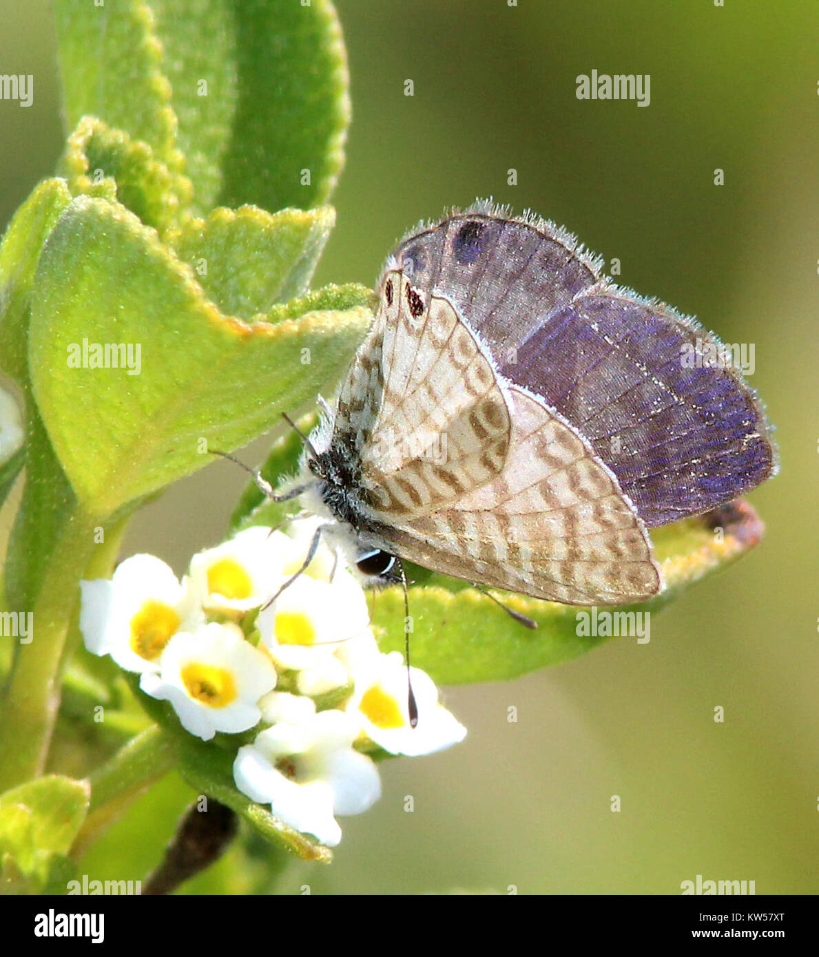 The Cassius blue butterfly (Leptotes cassius) is a species native to ...
